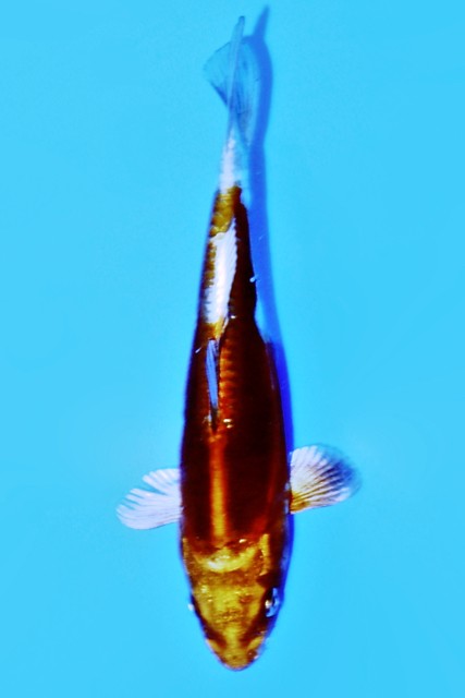 Koi-Auktion: Koi DOITSU METALLIC OCHIBA JUMBO TOSAI