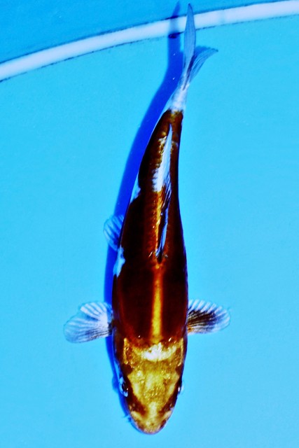 Koi-Auktion: Koi DOITSU METALLIC OCHIBA JUMBO TOSAI