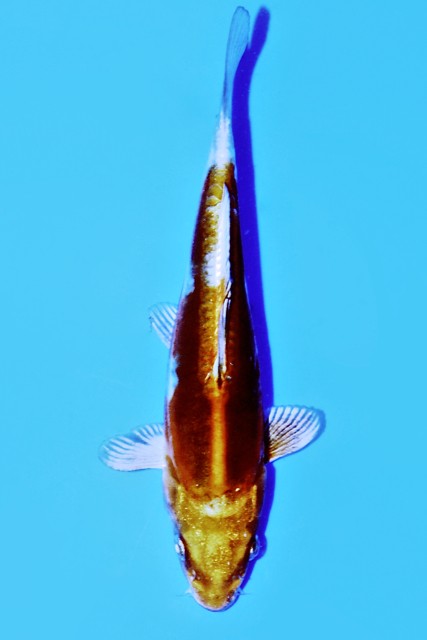 Koi-Auktion: Koi DOITSU METALLIC OCHIBA JUMBO TOSAI