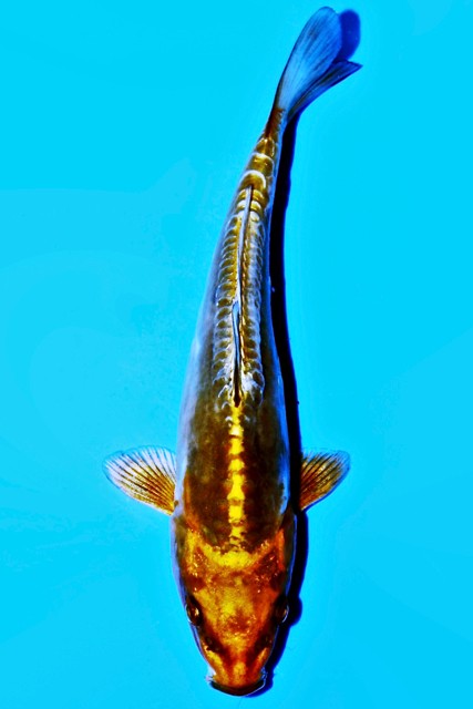 Koi-Auktion: Koi DOITSU METALLIC OCHIBA JUMBO TOSAI