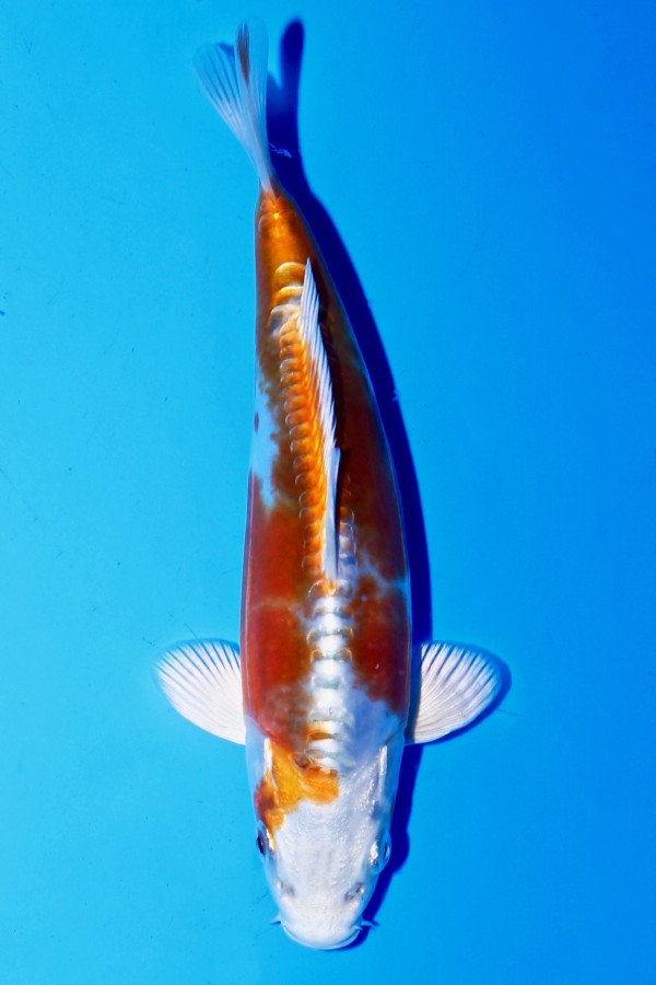Koi-Auktion: Koi DOITSU METALLIC OCHIBA JUMBO TOSAI