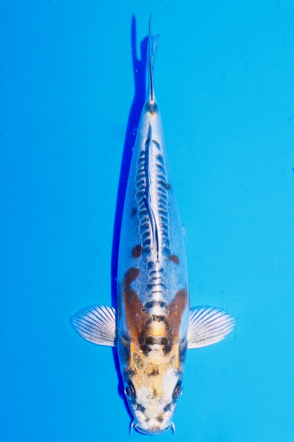 Koi-Auktion: Koi DOITSU METALLIC OCHIBA JUMBO TOSAI