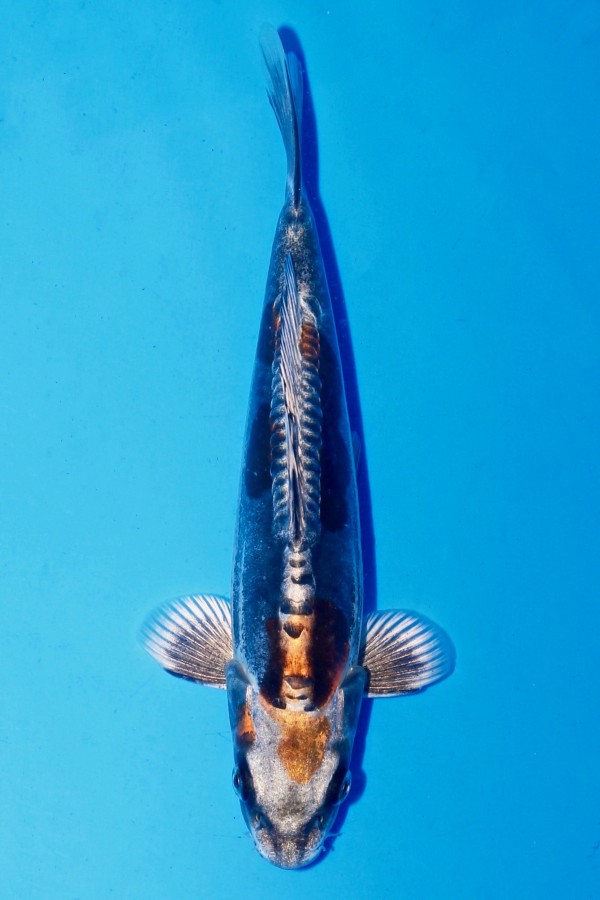 Koi-Auktion: Koi DOITSU METALLIC OCHIBA JUMBO TOSAI