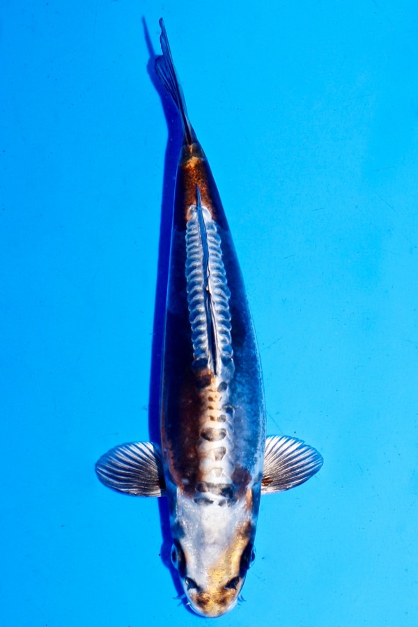 Koi-Auktion: Koi DOITSU METALLIC OCHIBA JUMBO TOSAI