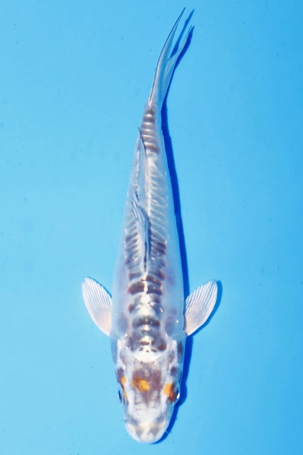 Koi-Auktion: Koi DOITSU METALLIC OCHIBA JUMBO TOSAI