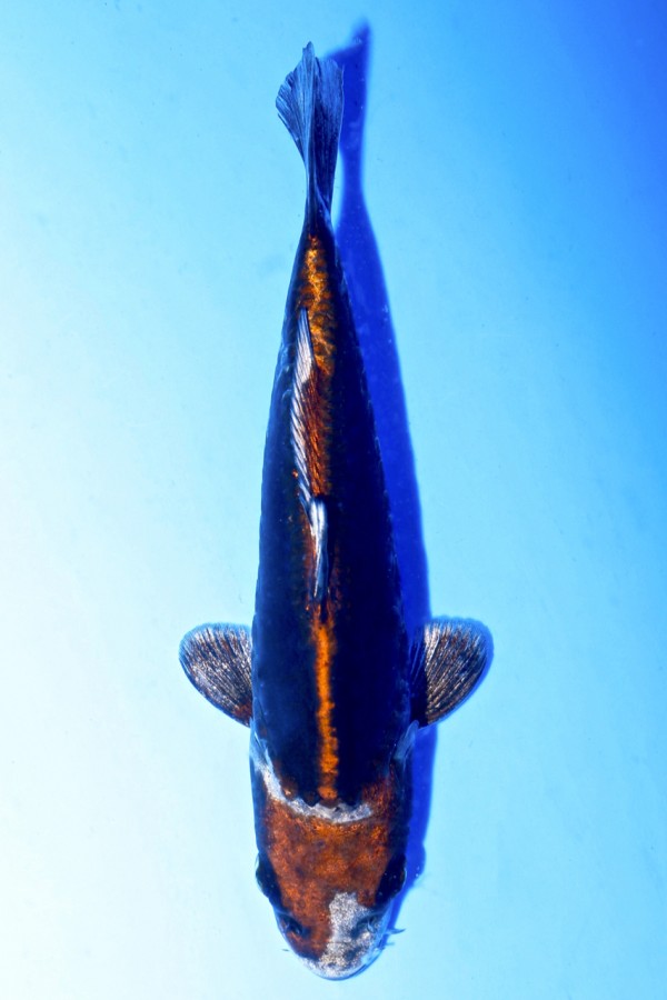 Koi-Auktion: Koi DOITSU METALLIC OCHIBA TOSAI