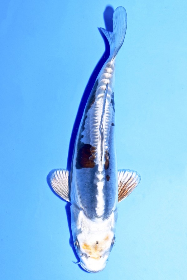 Koi-Auktion: Koi DOITSU METALLIC OCHIBA TOSAI