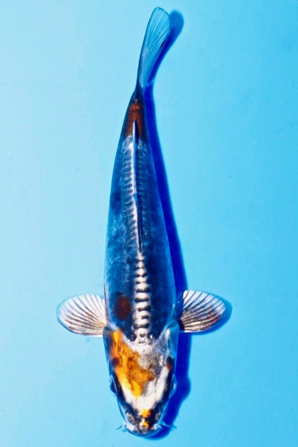 Koi-Auktion: Koi DOITSU METALLIC OCHIBA TOSAI