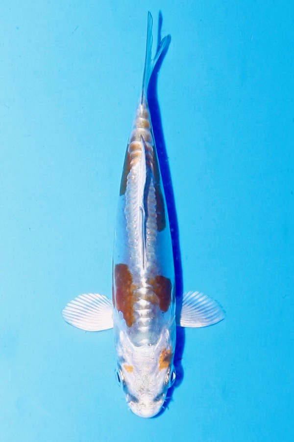 Koi-Auktion: Koi DOITSU METALLIC OCHIBA TOSAI
