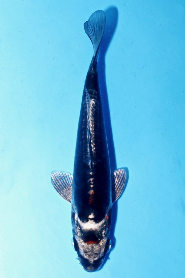 Koi-Auktion: Koi DOITSU METALLIC OCHIBA TOSAI