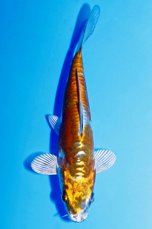 Koi-Auktion: Koi DOITSU METALLIC OCHIBA TOSAI