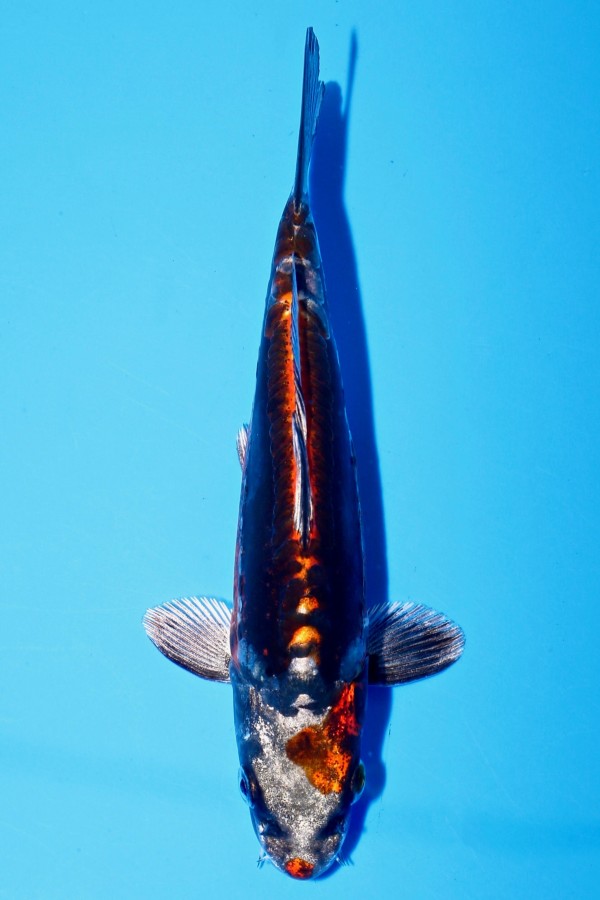 Koi-Auktion: Koi DOITSU METALLIC OCHIBA TOSAI