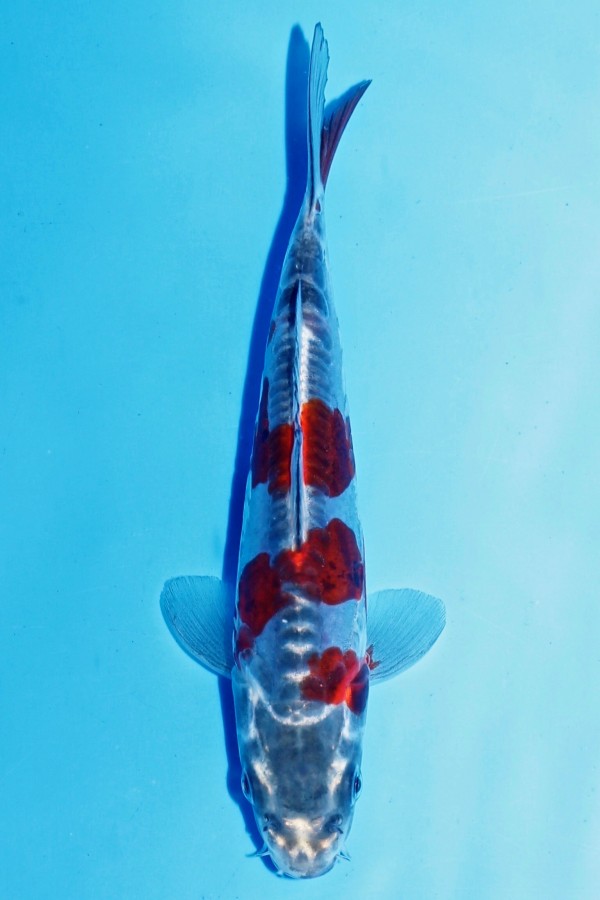 Koi-Auktion: Koi DOITSU METALLIC OCHIBA TOSAI