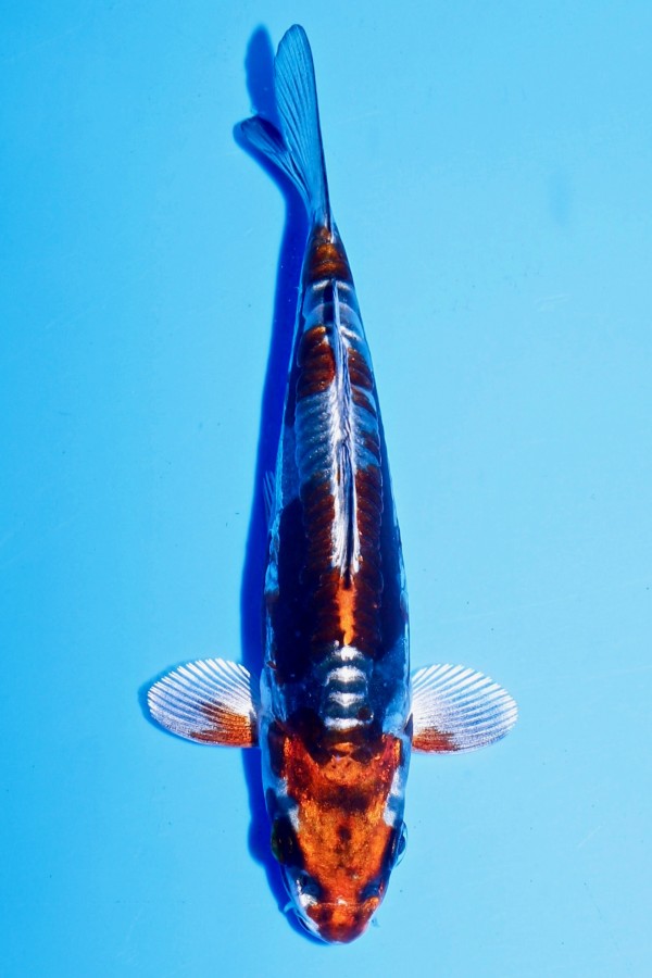Koi-Auktion: Koi DOITSU METALLIC OCHIBA TOSAI