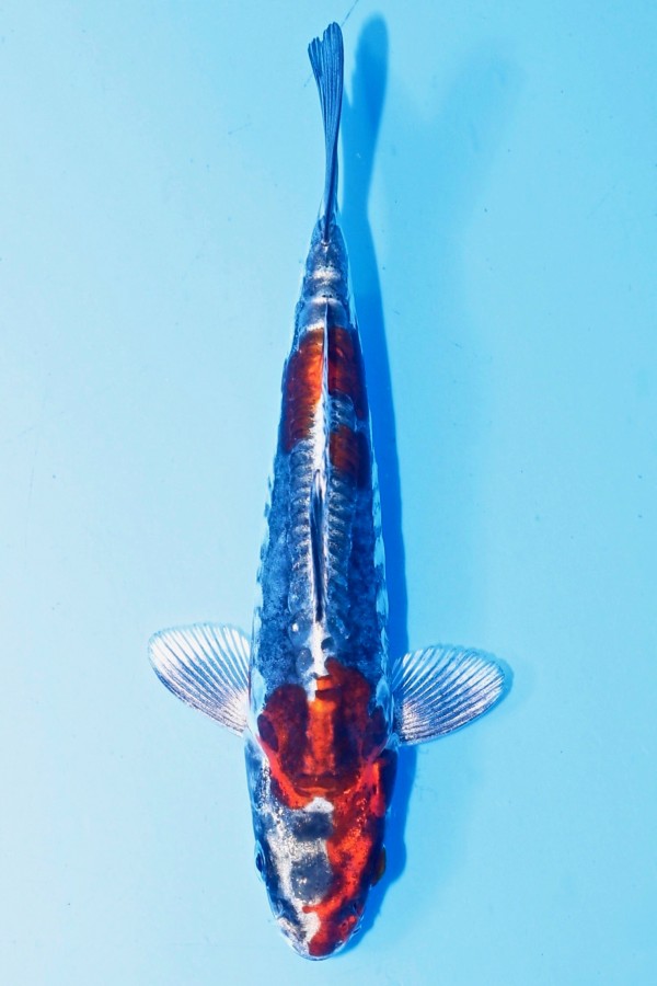 Koi-Auktion: Koi DOITSU METALLIC OCHIBA TOSAI