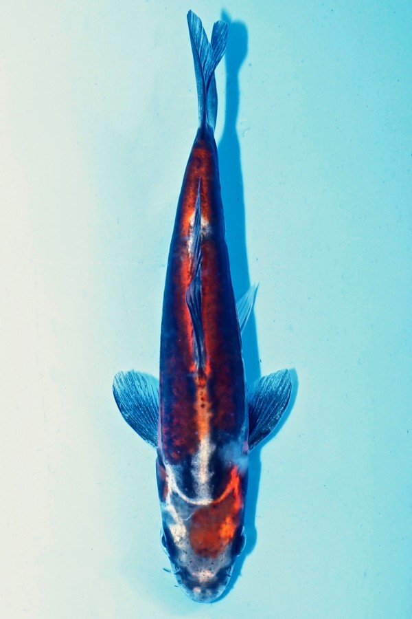Koi-Auktion: Koi DOITSU METALLIC OCHIBA TOSAI