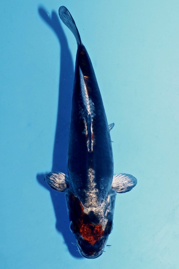 Koi-Auktion: Koi DOITSU METALLIC OCHIBA TOSAI