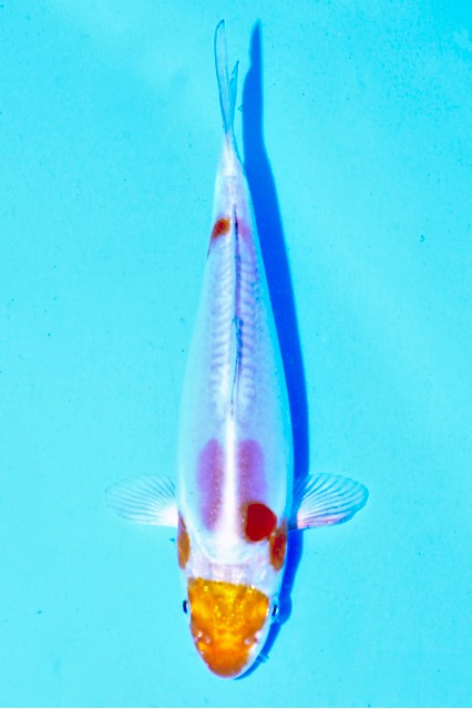Koi-Auktion: Koi DOITSU METALLIC OCHIBA TRANSPARENT JUMBO TOSAI