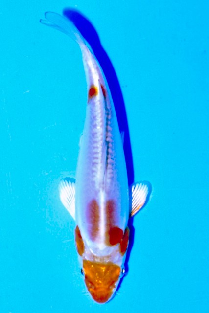Koi-Auktion: Koi DOITSU METALLIC OCHIBA TRANSPARENT JUMBO TOSAI