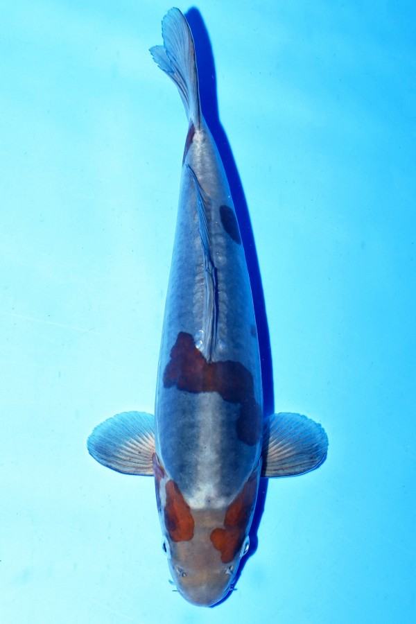 Koi-Auktion: Koi DOITSU OCHIBA +28CM TOSAI S.2021