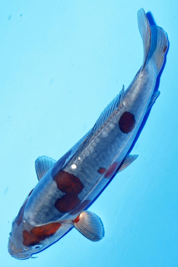 Koi-Auktion: Koi DOITSU OCHIBA +28CM TOSAI S.2021