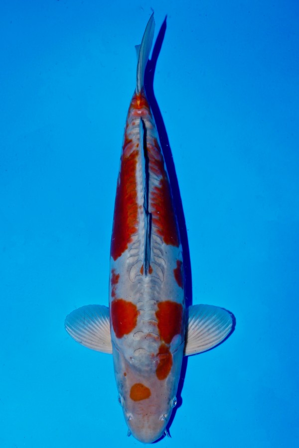 Koi-Auktion: Koi DOITSU OCHIBA +48CMWEIBLICH