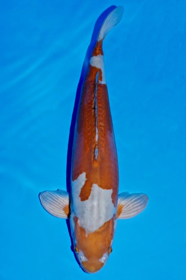 Koi-Auktion: Koi DOITSU OCHIBA +63CM