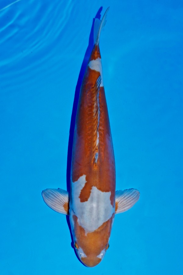 Koi-Auktion: Koi DOITSU OCHIBA +63CM