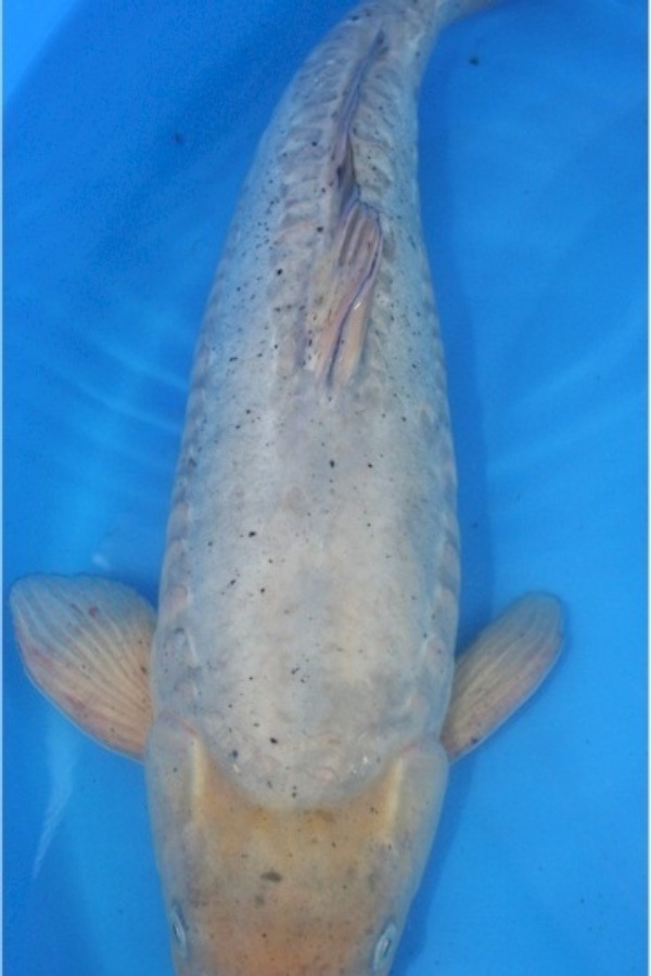 Koi Doitsu Ochiba Chigure