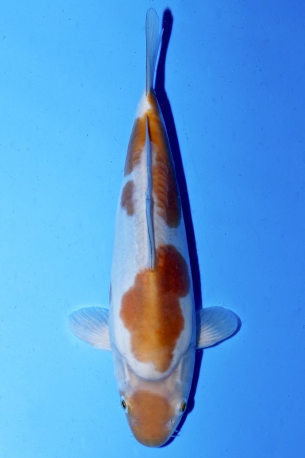 Koi-Auktion: Koi DOITSU OCHIBA WEIBLICH