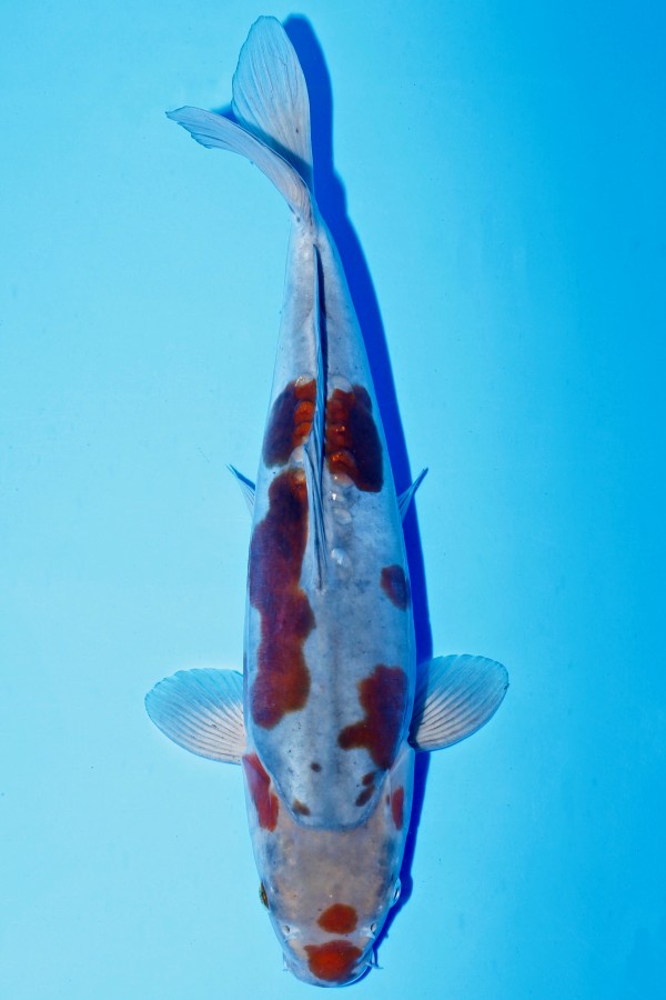 Koi-Auktion: Koi DOITSU OCHIBA WEIBLICH