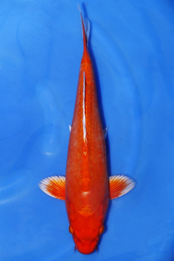 Koi-Auktion: Koi DOITSU ORANJI OGON