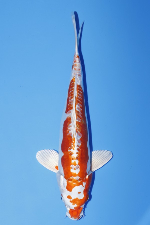 Koi-Auktion: Koi DOITSU ORENJI HARIWAKE