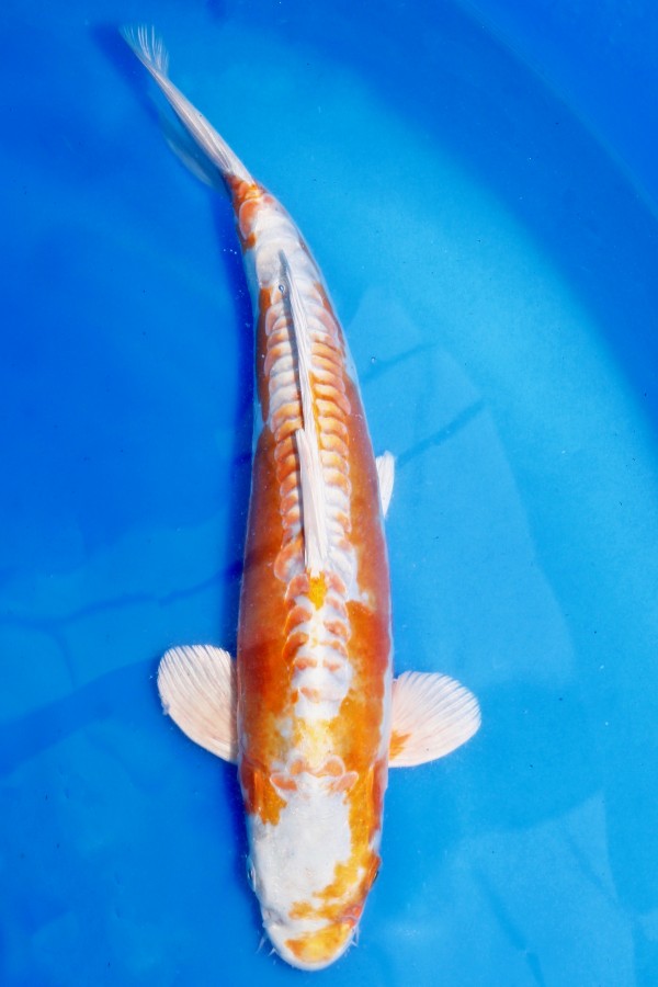 Koi-Auktion: Koi DOITSU ORENJI HARIWAKE