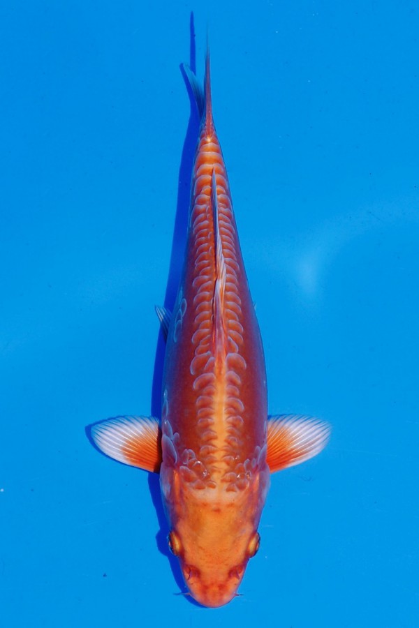 Koi-Auktion: Koi Doitsu Orenji Ogon