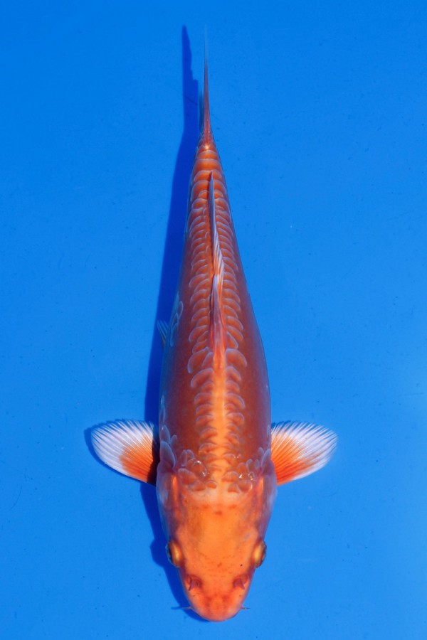 Koi-Auktion: Koi Doitsu Orenji Ogon