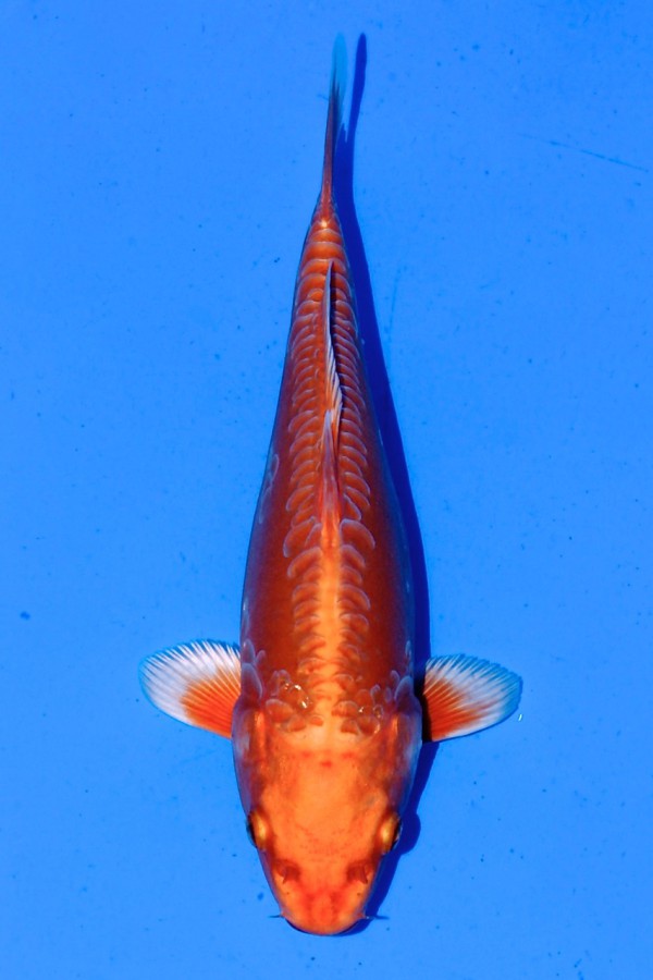 Koi-Auktion: Koi Doitsu Orenji Ogon