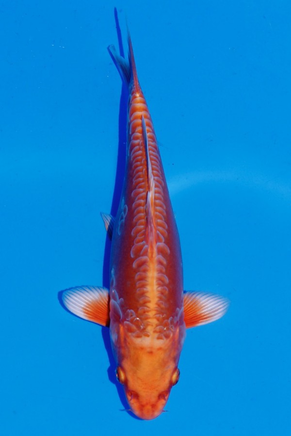 Koi-Auktion: Koi Doitsu Orenji Ogon
