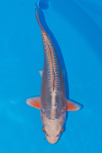 Koi-Auktion: Koi Doitsu Orenji Ogon