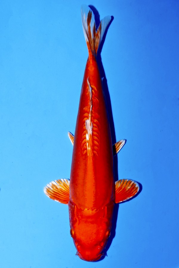 Koi-Auktion: Koi DOITSU ORENJI OGON +38CM