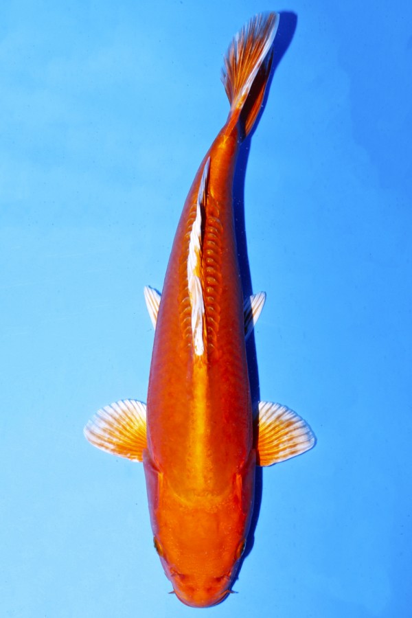 Koi-Auktion: Koi DOITSU ORENJI OGON