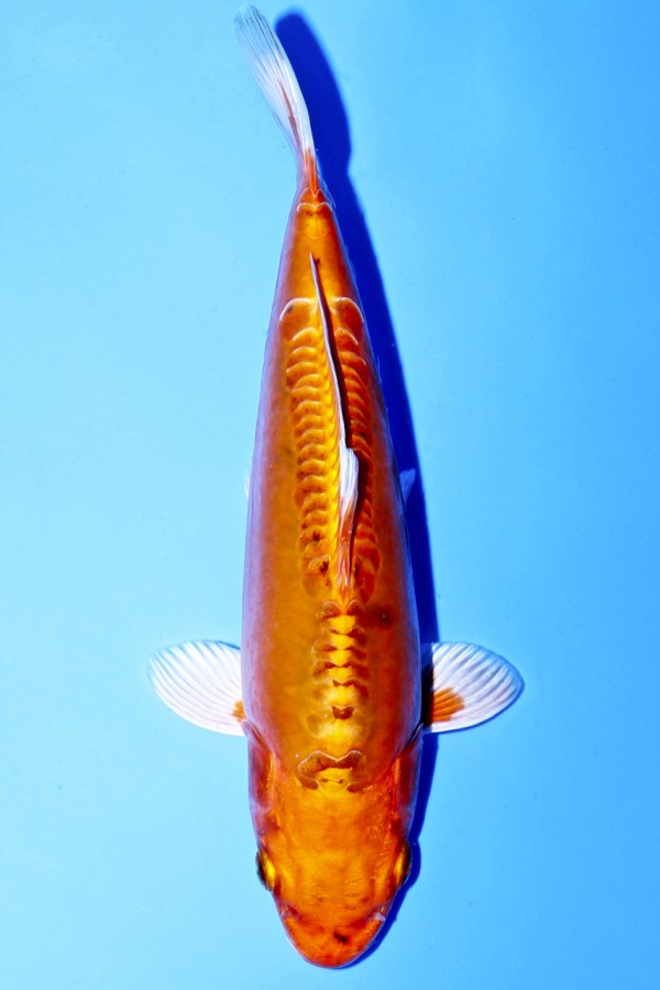 Koi-Auktion: Koi DOITSU ORENJI OGON