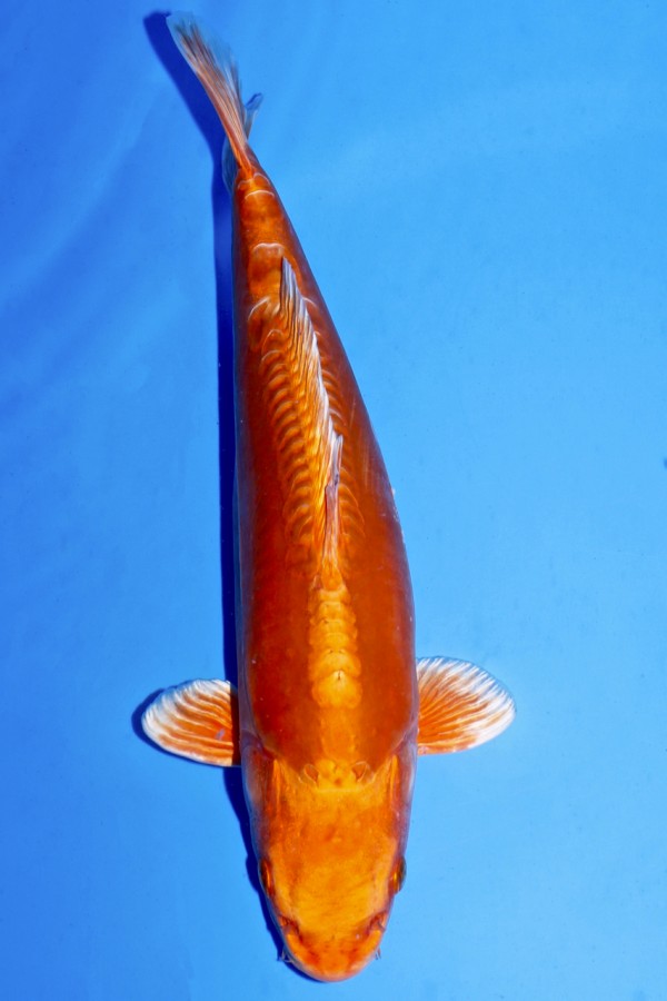 Koi-Auktion: Koi DOITSU ORENJI OGON