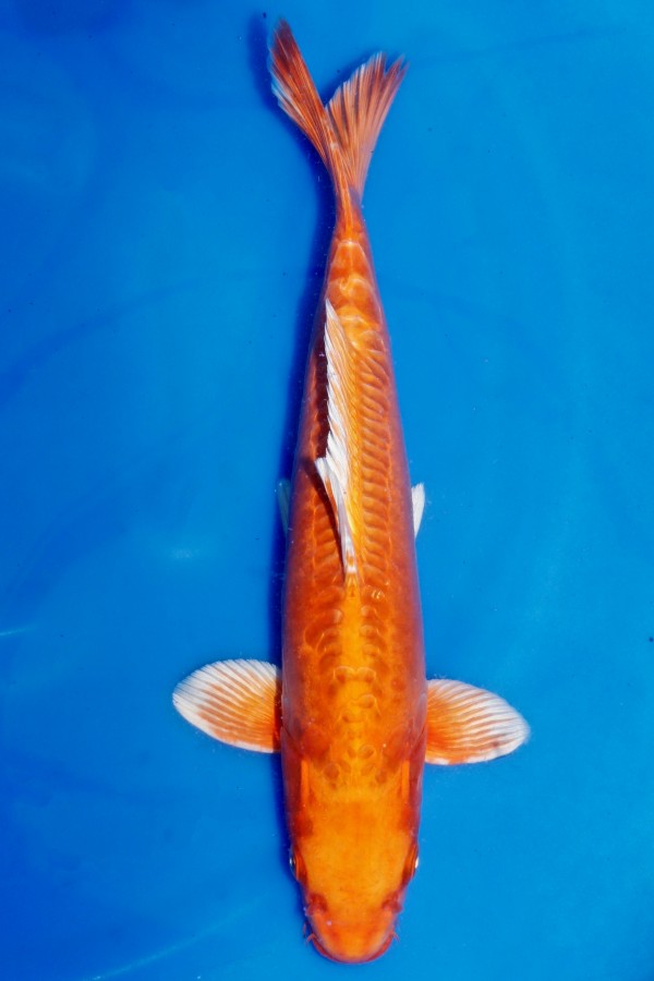 Koi-Auktion: Koi DOITSU ORENJI OGON