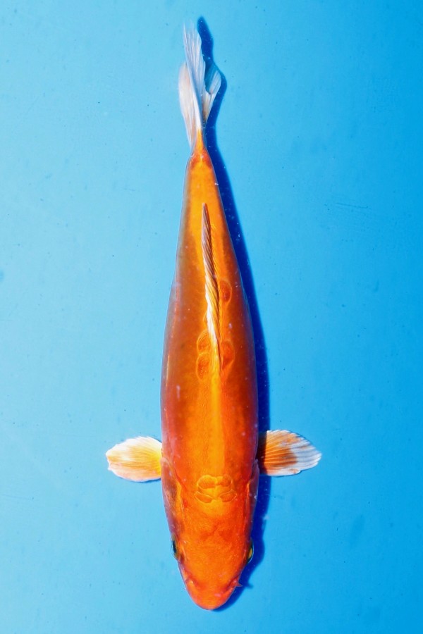 Koi-Auktion: Koi DOITSU ORENJI OGON