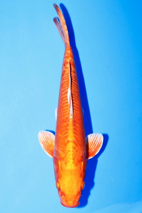 Koi-Auktion: Koi DOITSU ORENJI OGON