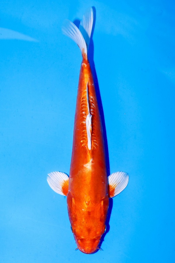 Koi-Auktion: Koi DOITSU ORENJI OGON