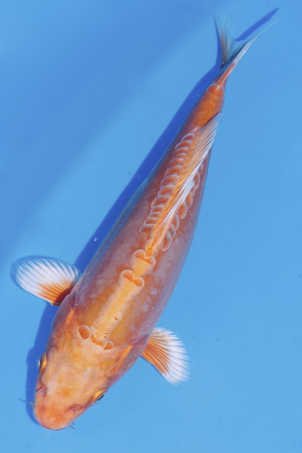 Koi-Auktion: Koi Doitsu Orenji Ogon