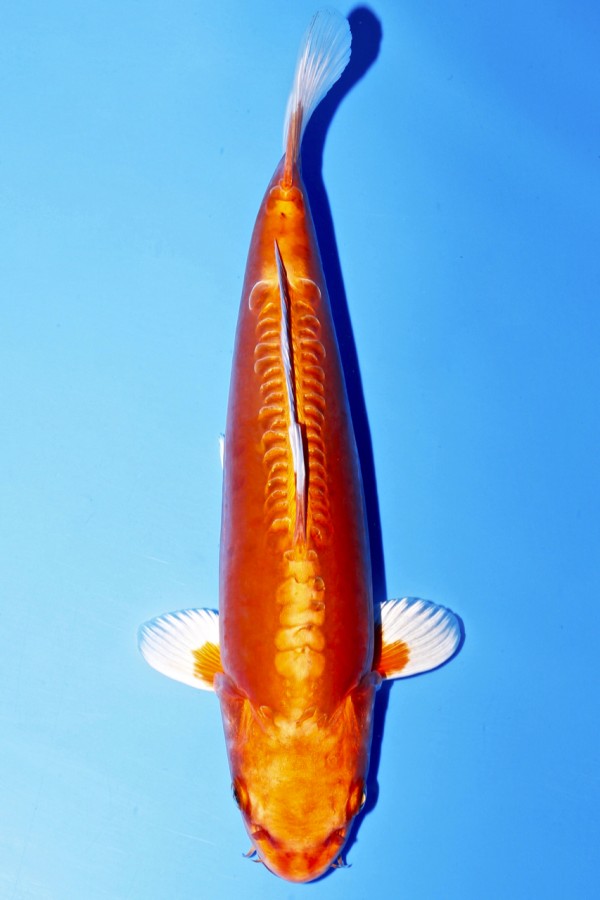 Koi-Auktion: Koi DOITSU ORENJI OGON TOP +34CM