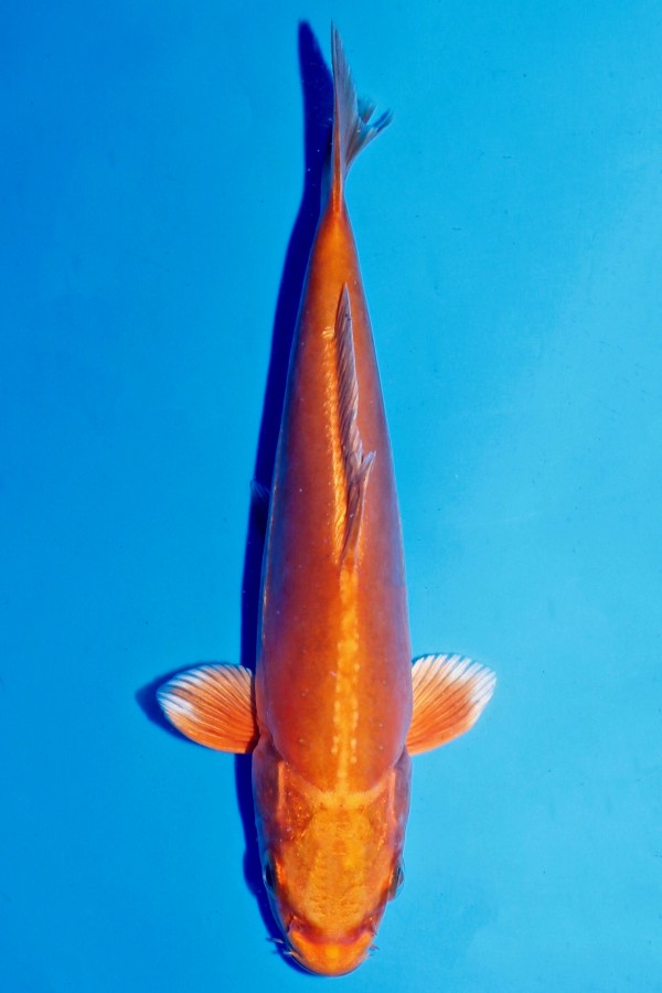 Koi-Auktion: Koi DOITSU ORENJI OGON TOSAI